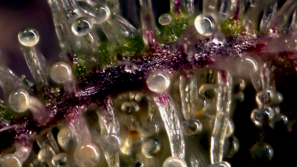 Understanding Trichomes: Nature's Microscopic Marvels - Haven