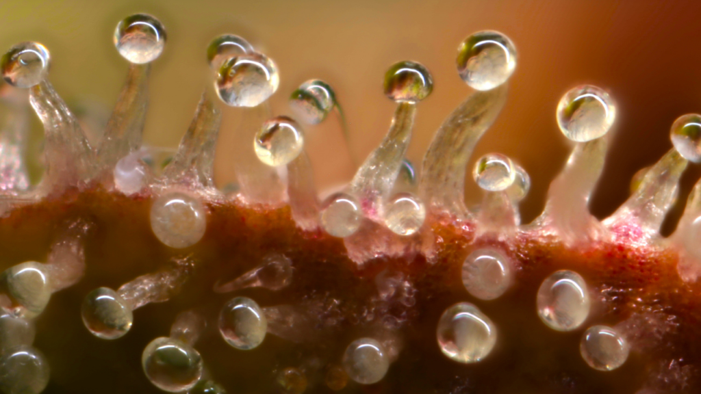 Understanding Trichomes: Nature's Microscopic Marvels - Haven