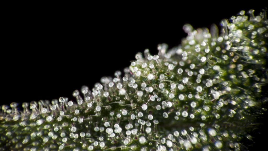 Understanding Trichomes: Nature's Microscopic Marvels - Haven